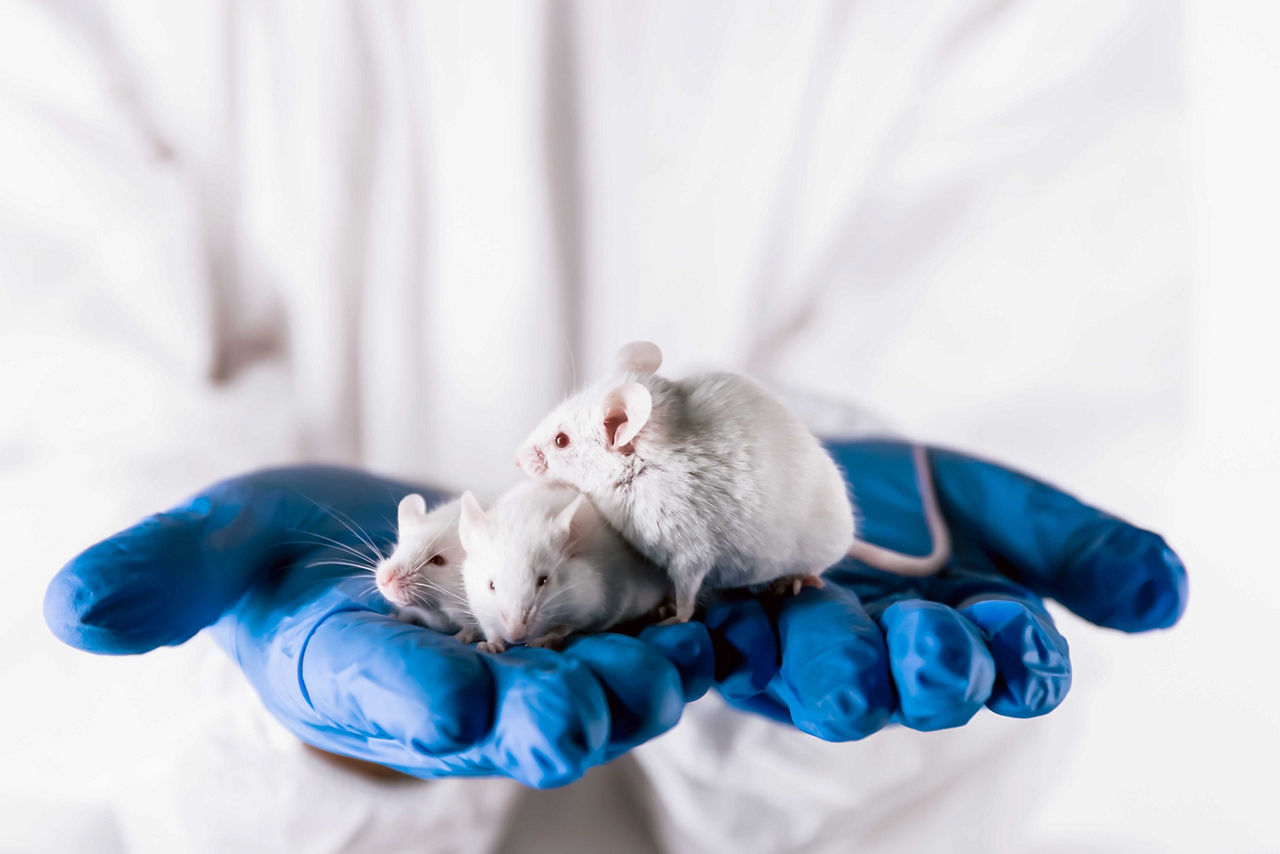 Genetically Engineered Rodent Models and Humanized Mice | Taconic Biosciences